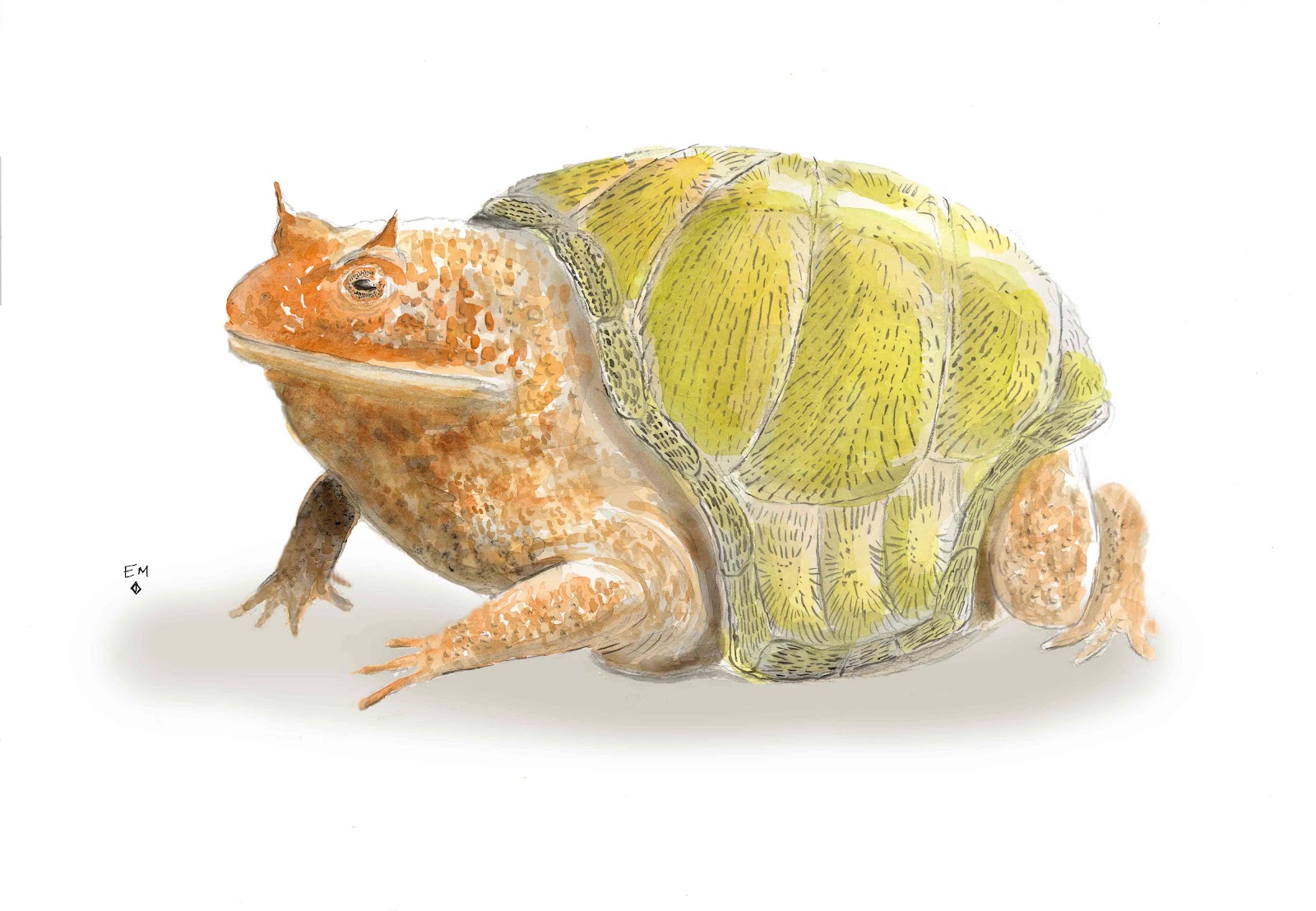 De Monstris - Monstrology: The Strong Toad: Chile’s Invulnerable Toad